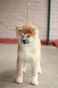 AKITA INU