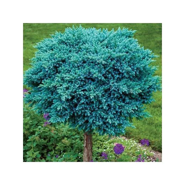 Juniperus Blue Star