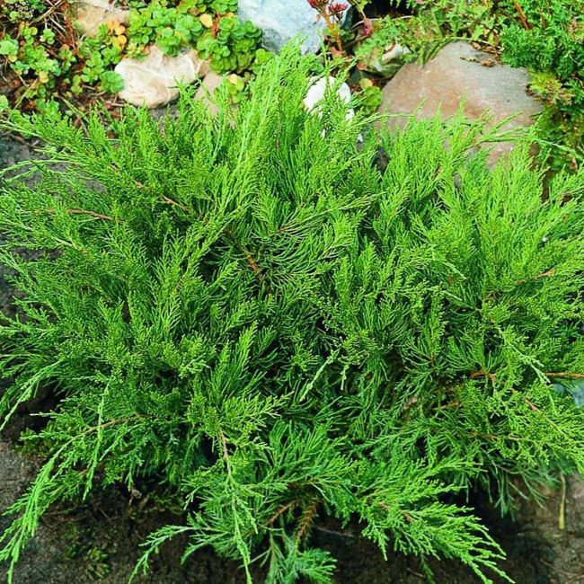 Juniperus Mint Julep