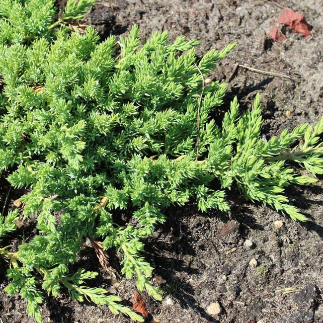 Juniperus procumbens Nana