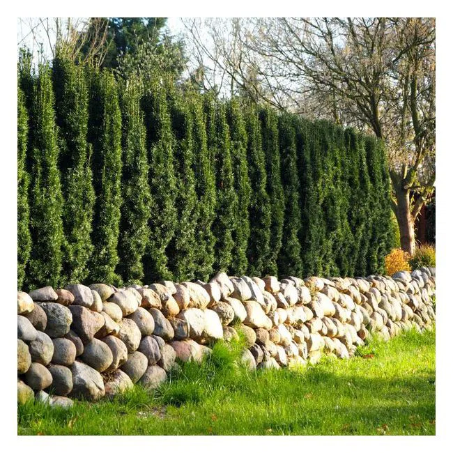 Taxus baccata Robusta