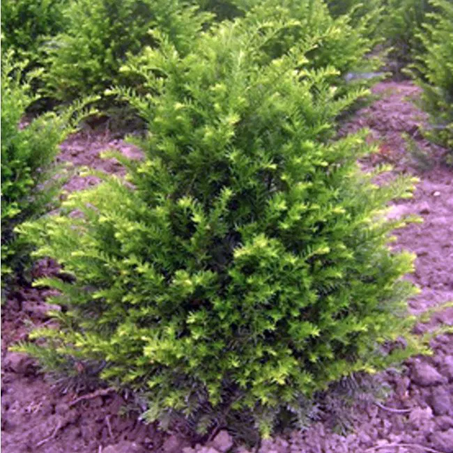 Taxus baccata Zold