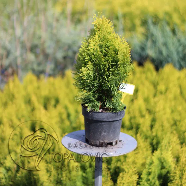 Thuja Golden Smaragd