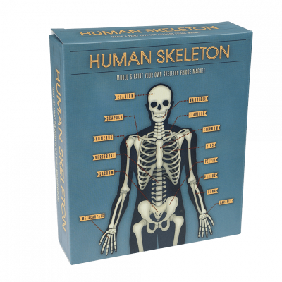 Kreativni set - Make your own magnetic skeleton, glow in the dark