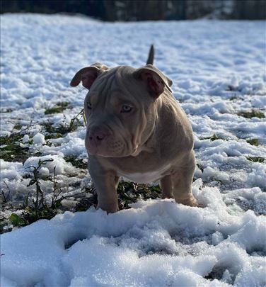 American bully pocket - štenci vrhunskog kvaliteta