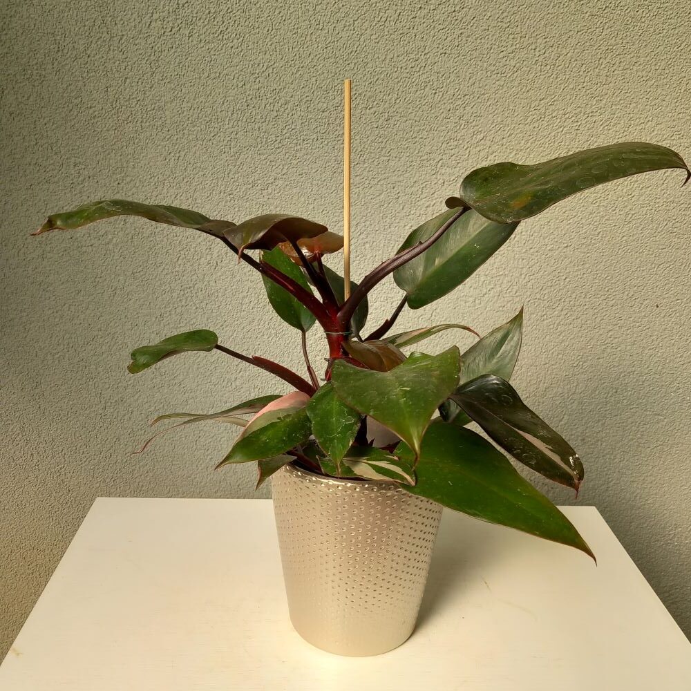 Philodendron Pink princess 100 cm