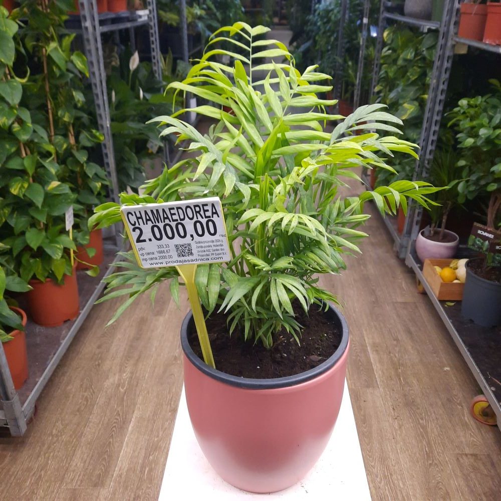 Chamaedorea elegans 60 cm