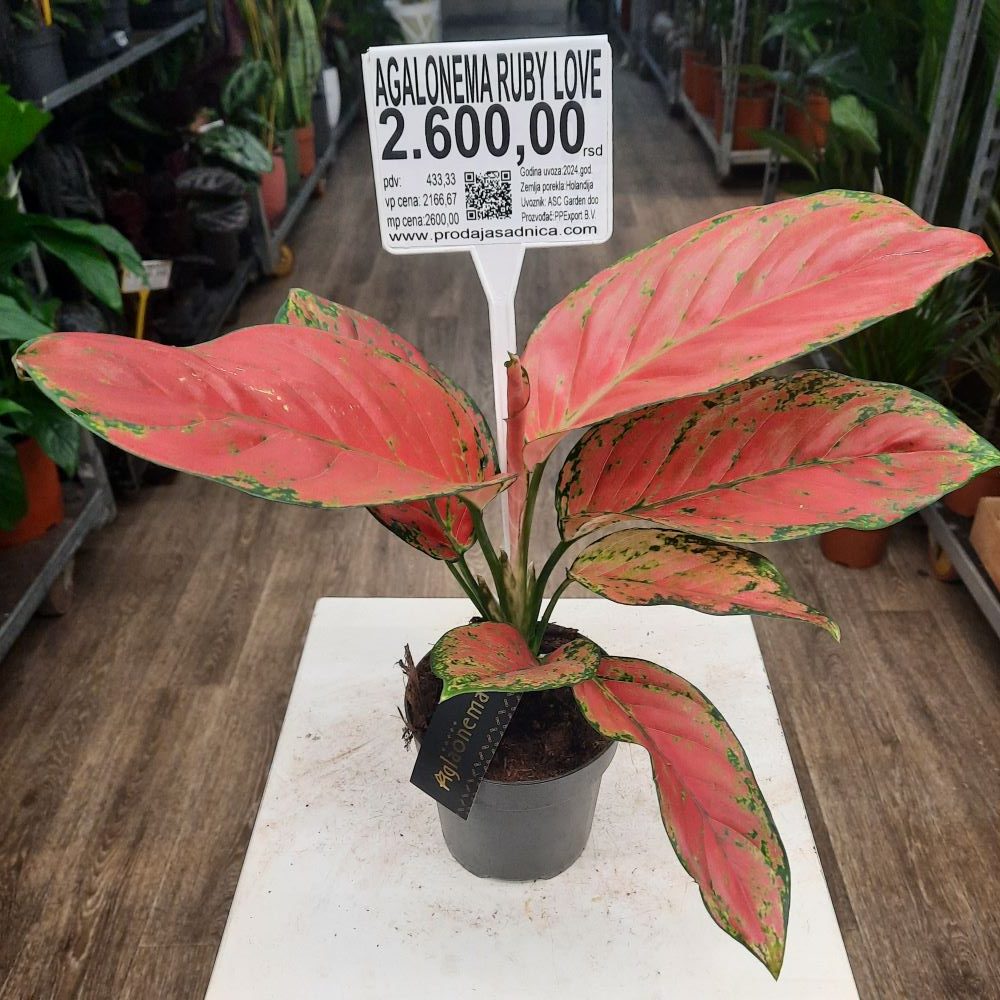 Aglaonema Ruby Love 35 cm