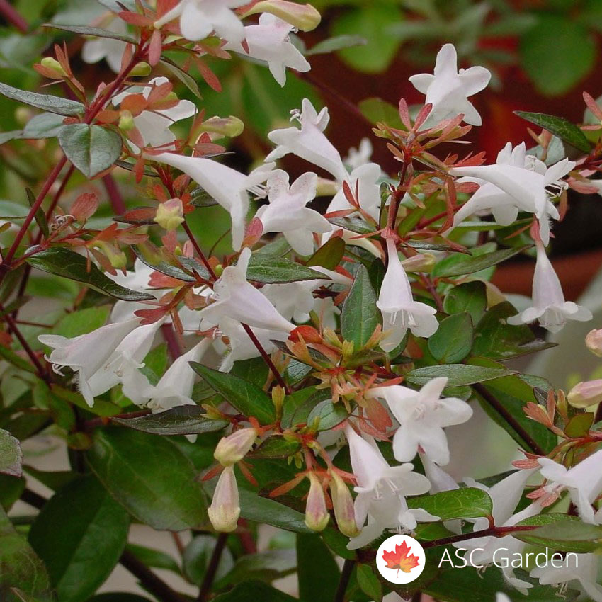 Abelia grandiflora Abelija 40-50 cm