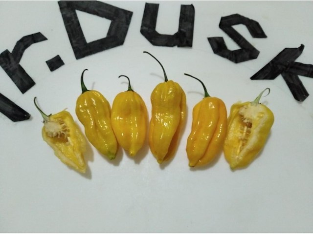 Papricica cili -Habanero yellow 20 semena