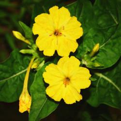 Miriabilis jalapa Zut - Nocurak (seme) Yellow