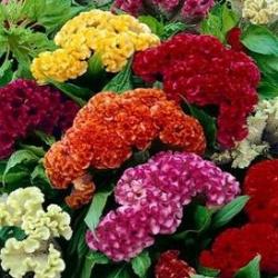 Celosia Petlova kresta mix (seme)