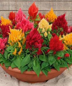 Celosia plumosa - Petlova kresta (seme)