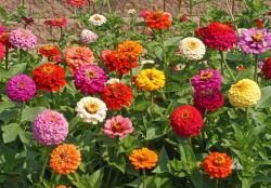 Zinnia lillipu seme