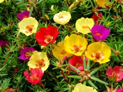 Portulaca grandiflora