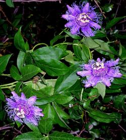 Passion fruit Maypop ful