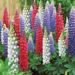 Garden lupin mix seme