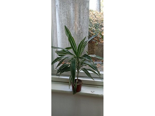 Sobna biljka DRACENA