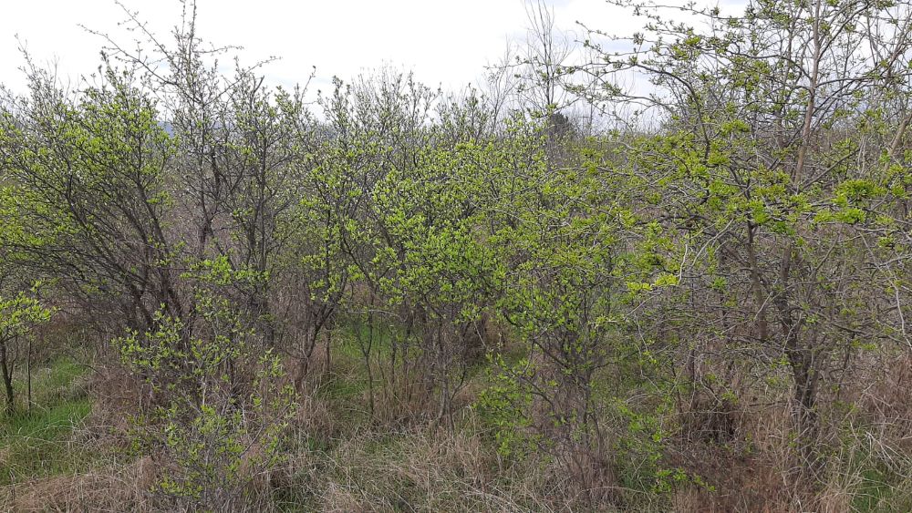 Plac Baljevac, 700 metara od Ibarske magistrale