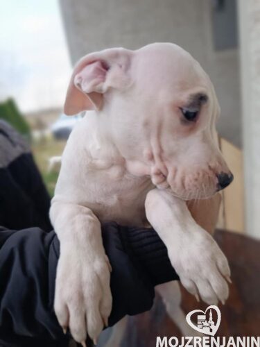 Dogo argentino štenci