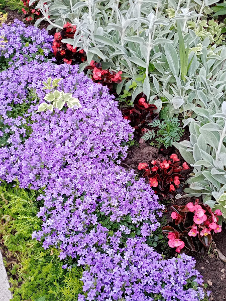 CAMPANULA portenshlagiana ili plavi zvoncic