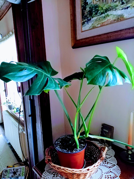 Filadendron monstera