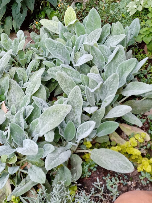 ZEKINO UVO(Houttuynia cordata)