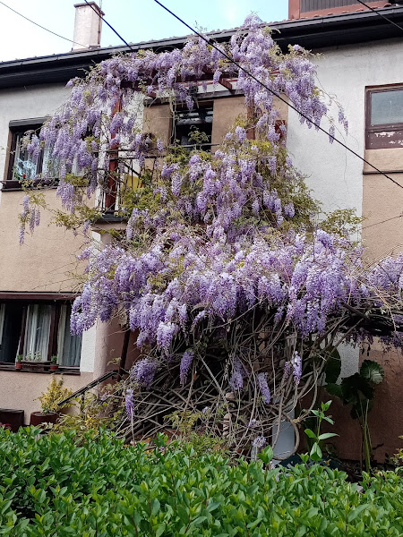 Glicinija ili plava kisa