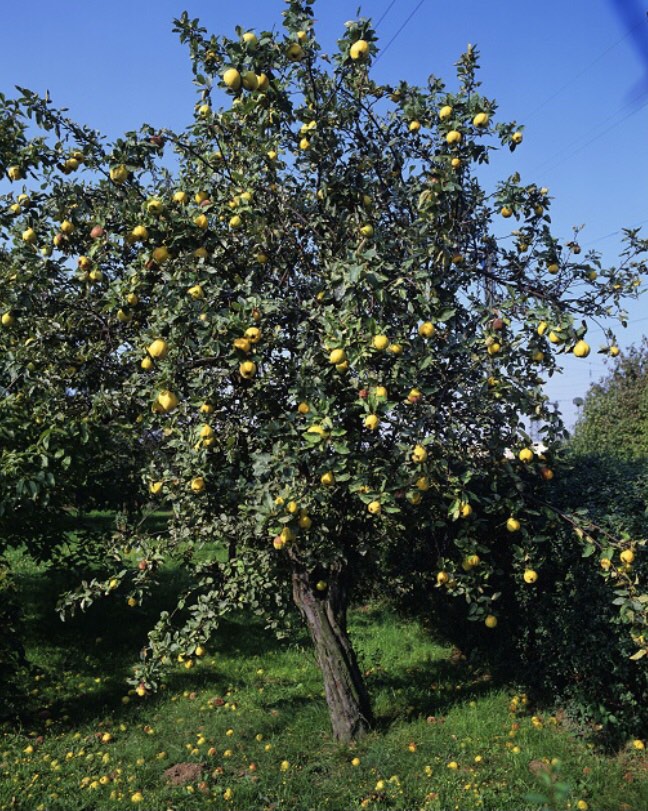 Šumadija voce