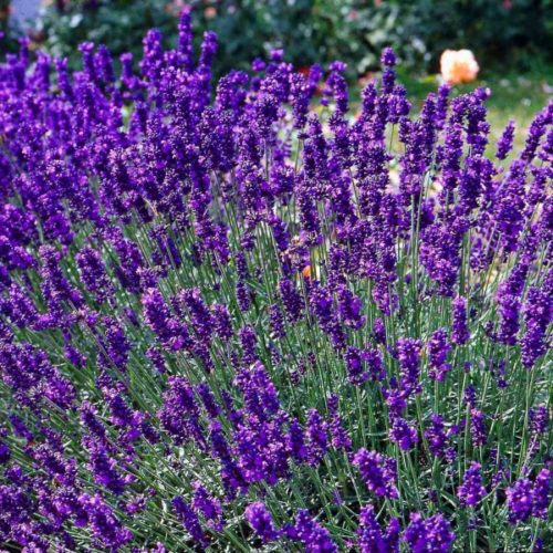 Lavanda