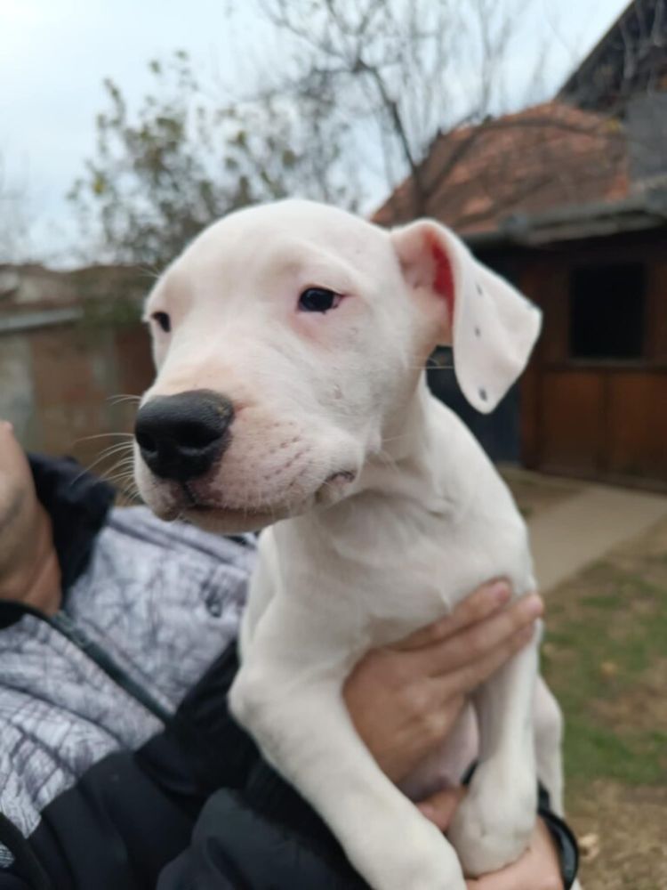 Dogo argentino štenci