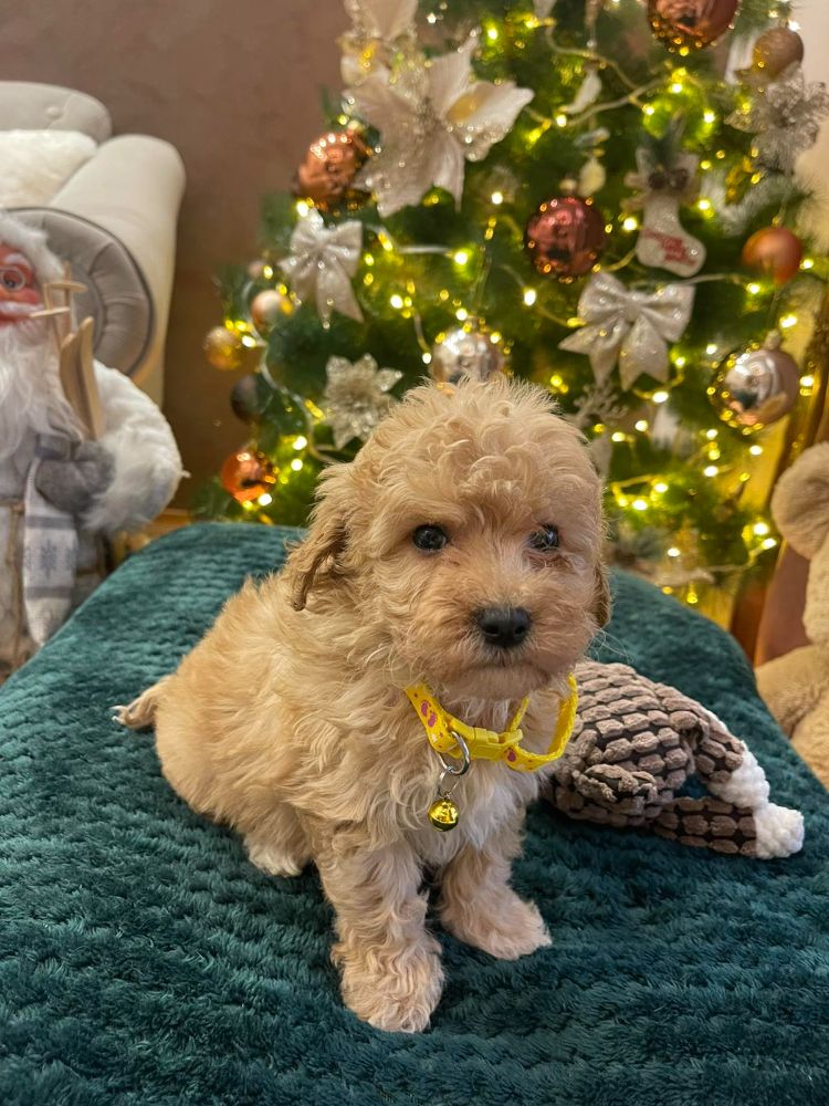 Maltipoo prelepi stenci + POKLON