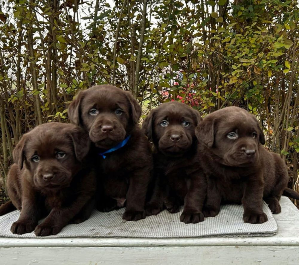 Labrador retriver čokoladni štenci na prodaju