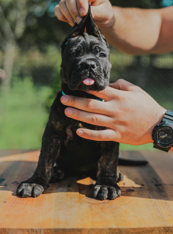 Cane Corso štenci