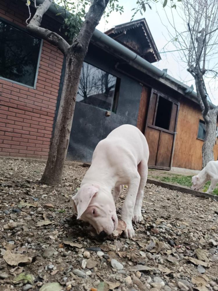 Dogo argentino štenci