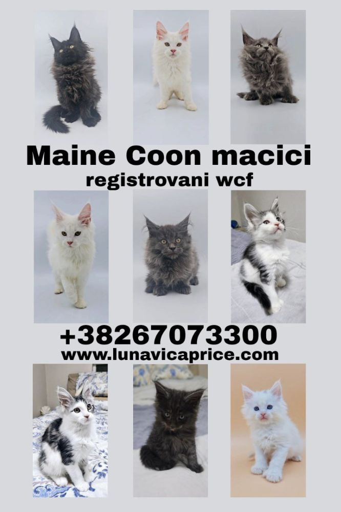 Maine Coon