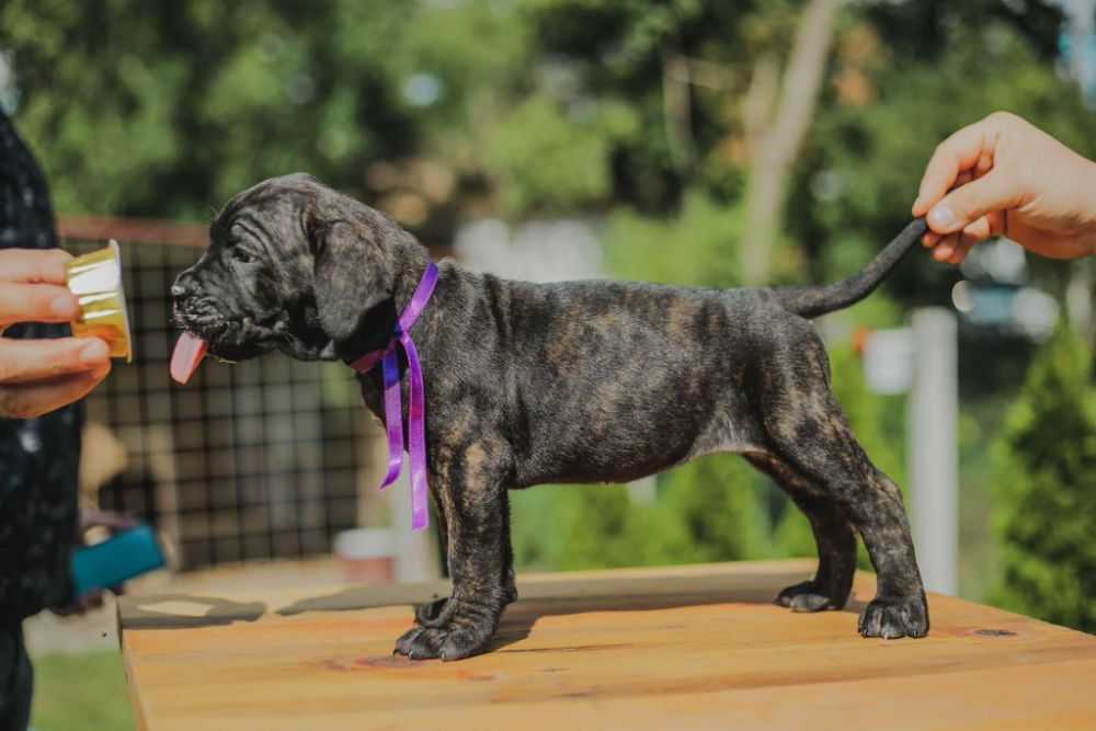 Cane Corso štenci