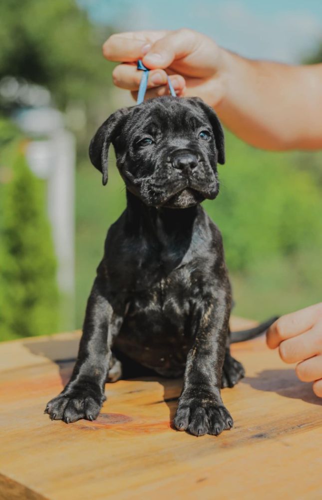 Cane Corso štenci