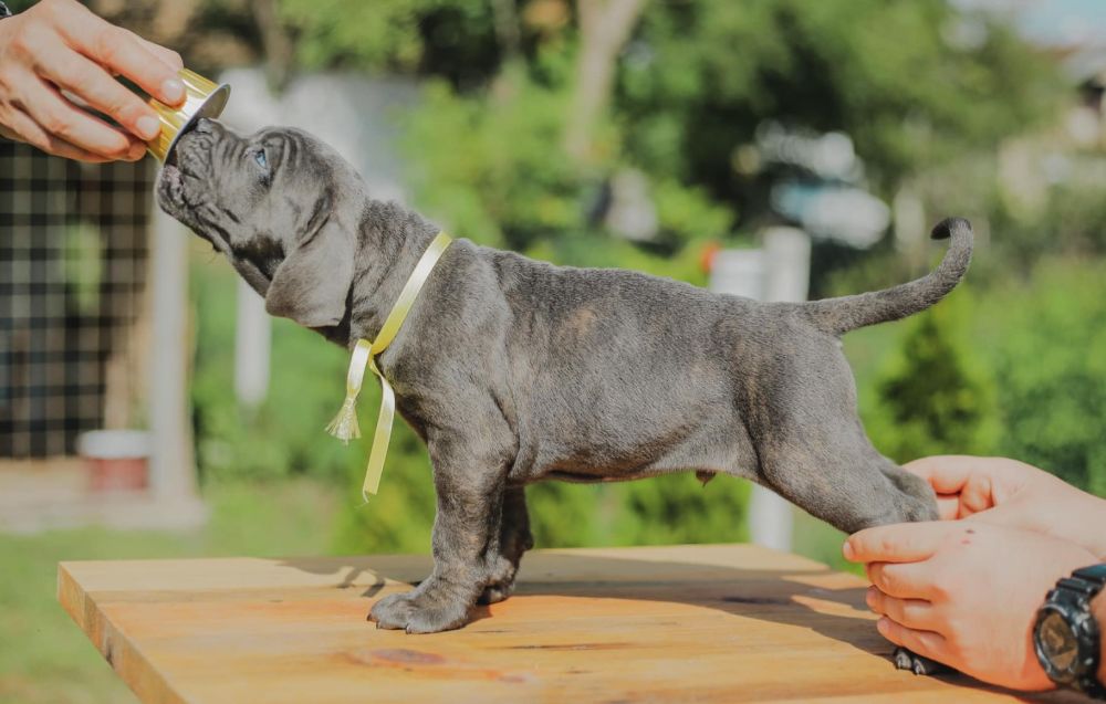 Cane Corso Kane Korso