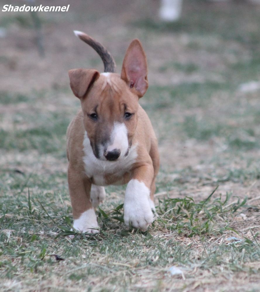 Mini Bull Terijer prelepi štenci