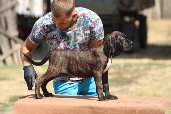 Cane corso štenci