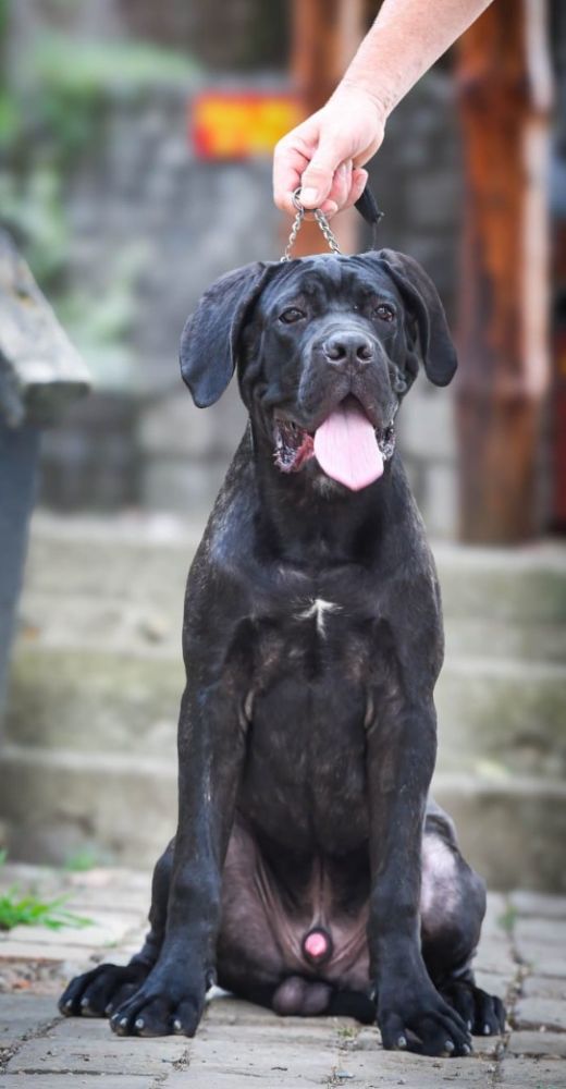 Cane Corso Kane Korso