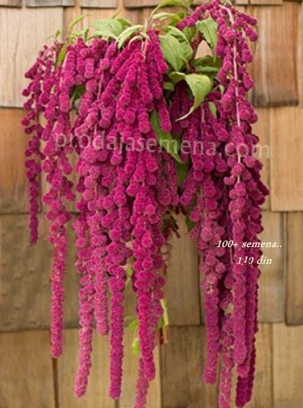 Seme Amarant ,Amaranthus caudatus L.(oko 200 semena)-Dekorativna,Jestiva,hranjiva biljka..