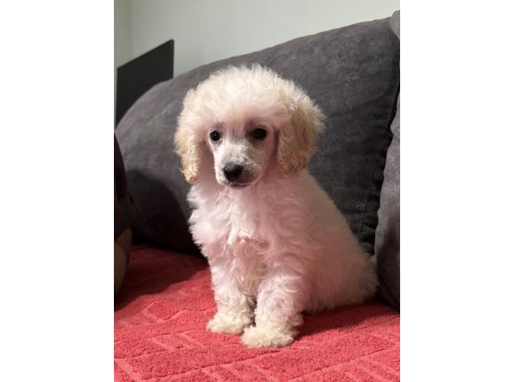 Toy pudla