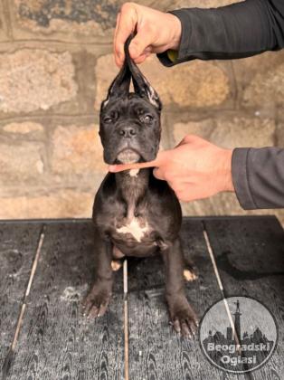 Cane Corso štenci