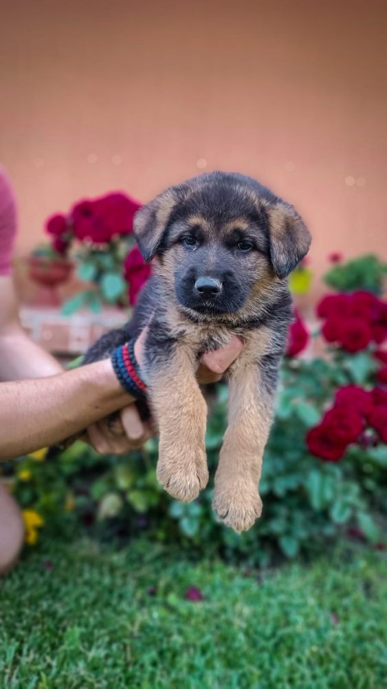 Usluzna rezidba voca i vinove loze