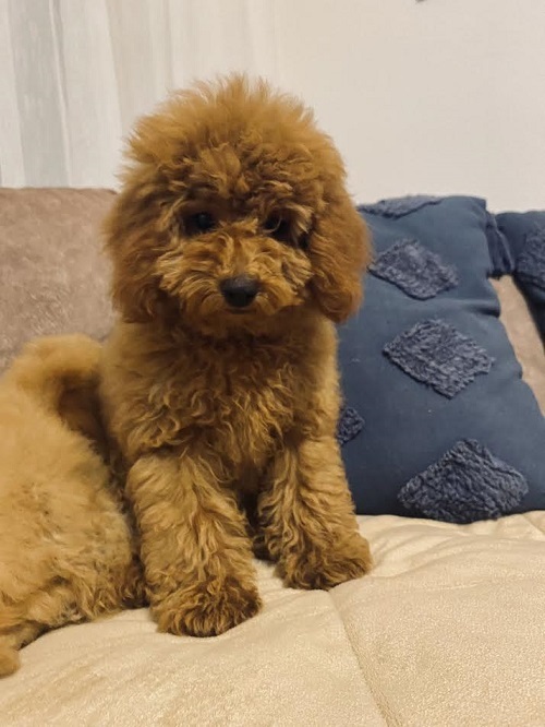 Toj pudla (Toy Poodle)