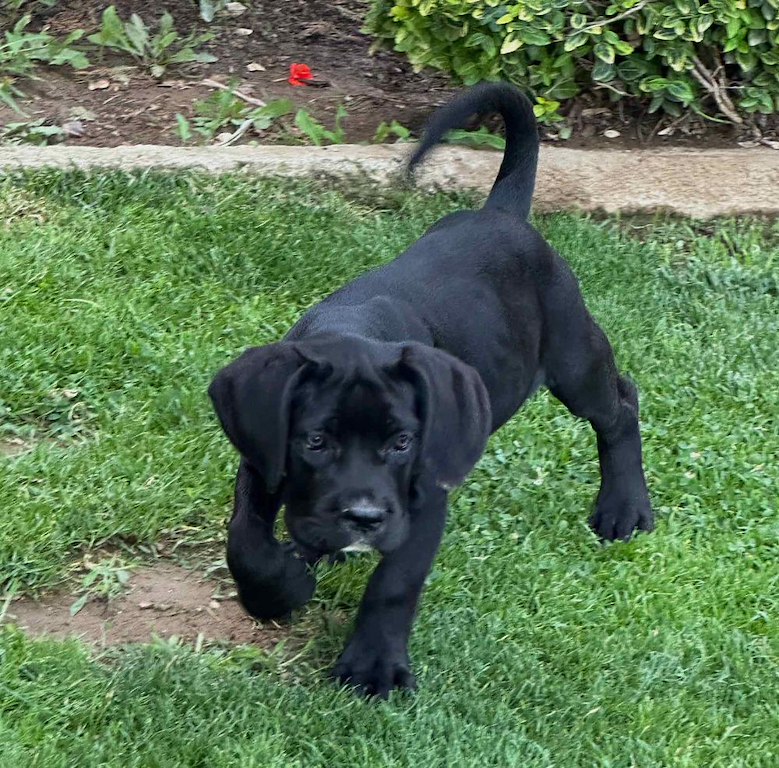 Cane Corso stenci na prodaju