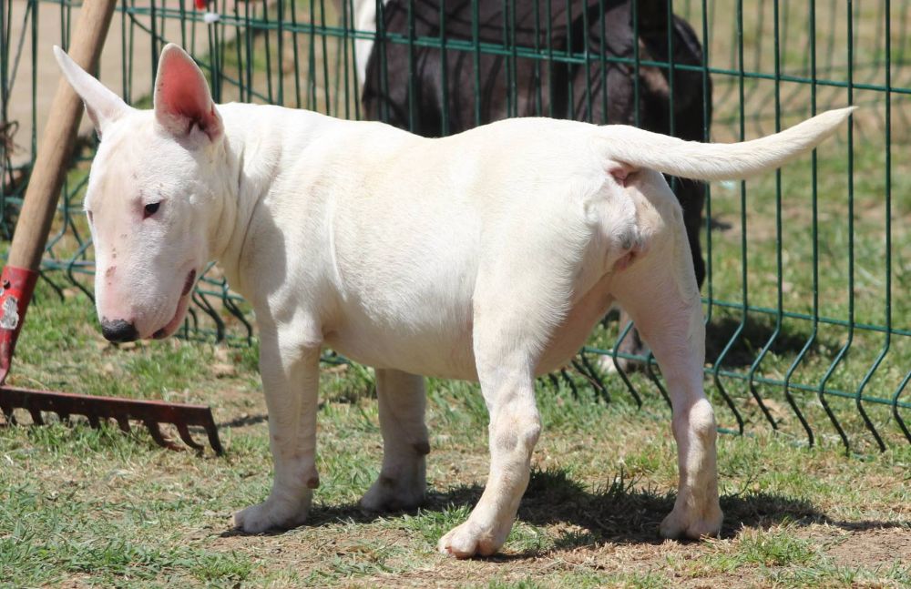 Mini Bull Terijer štenci | Miniature Bull Terrier