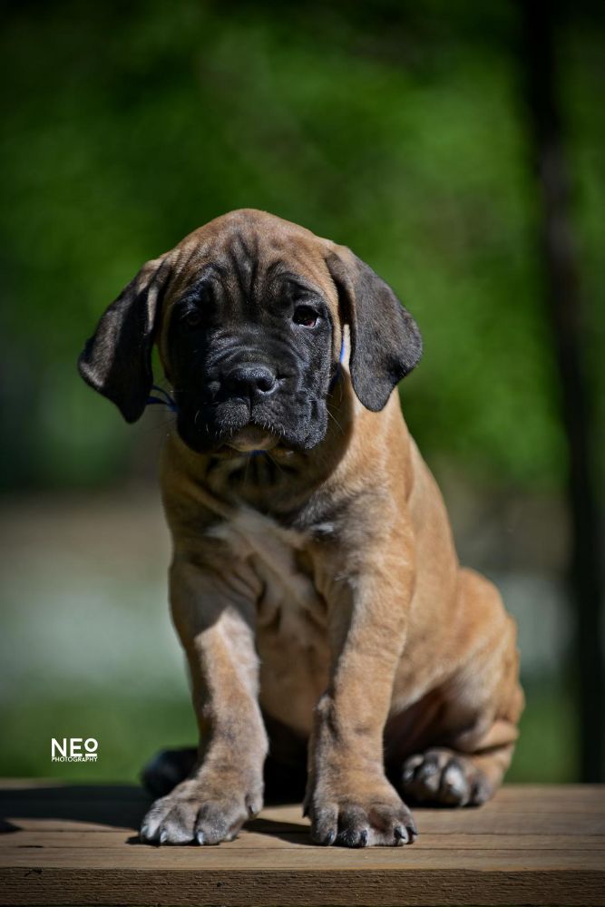 Cane Corso VRHUNSKI štenci